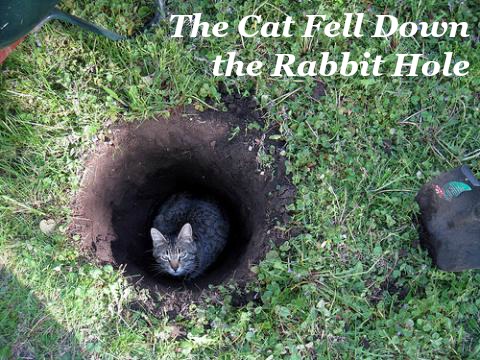 The Cat Fell Down the Rabbit Hole – Exceeds Expectations Learning